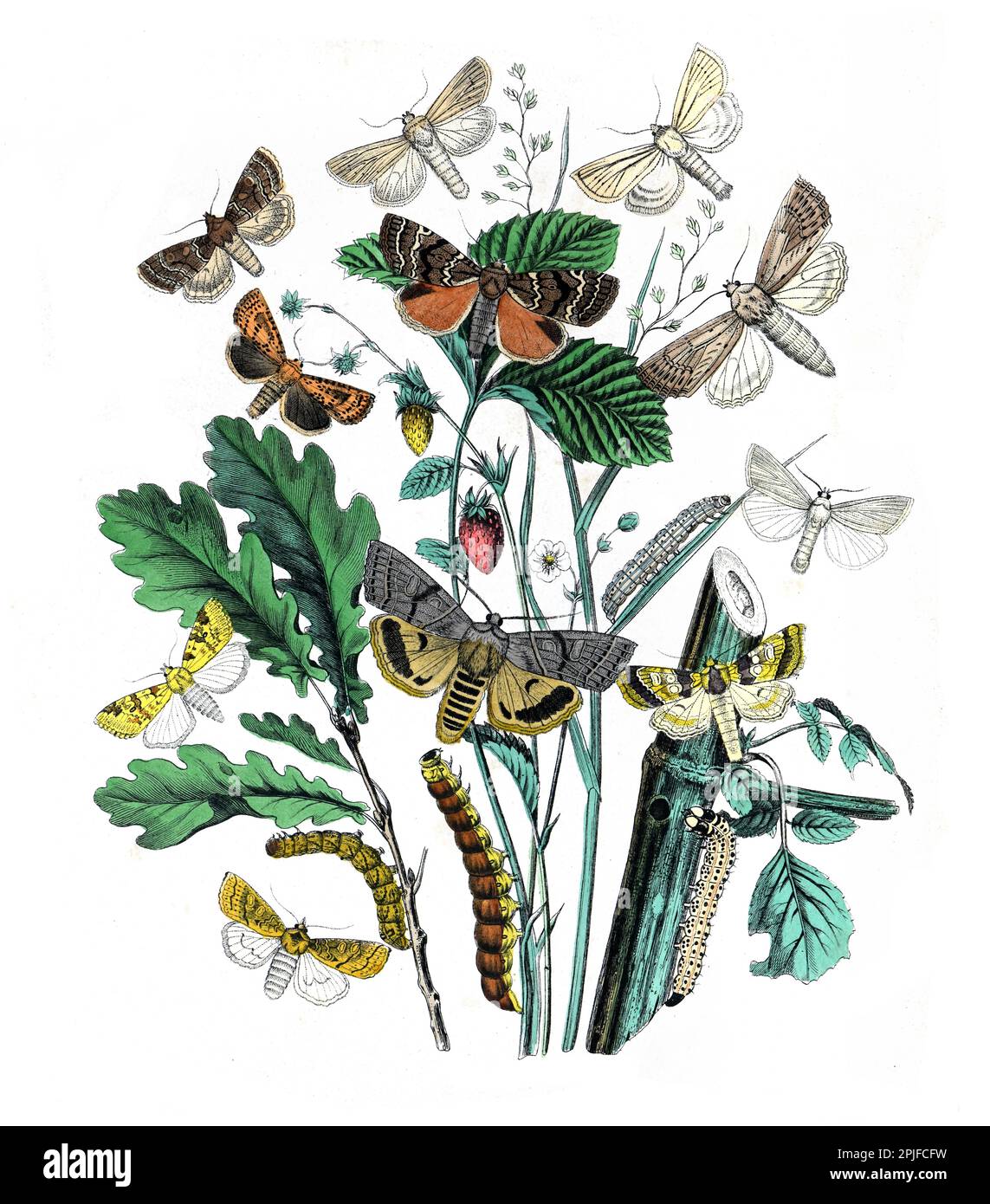 Lepidoptera Illustration. butterfly poster. vintage textile pattern ...