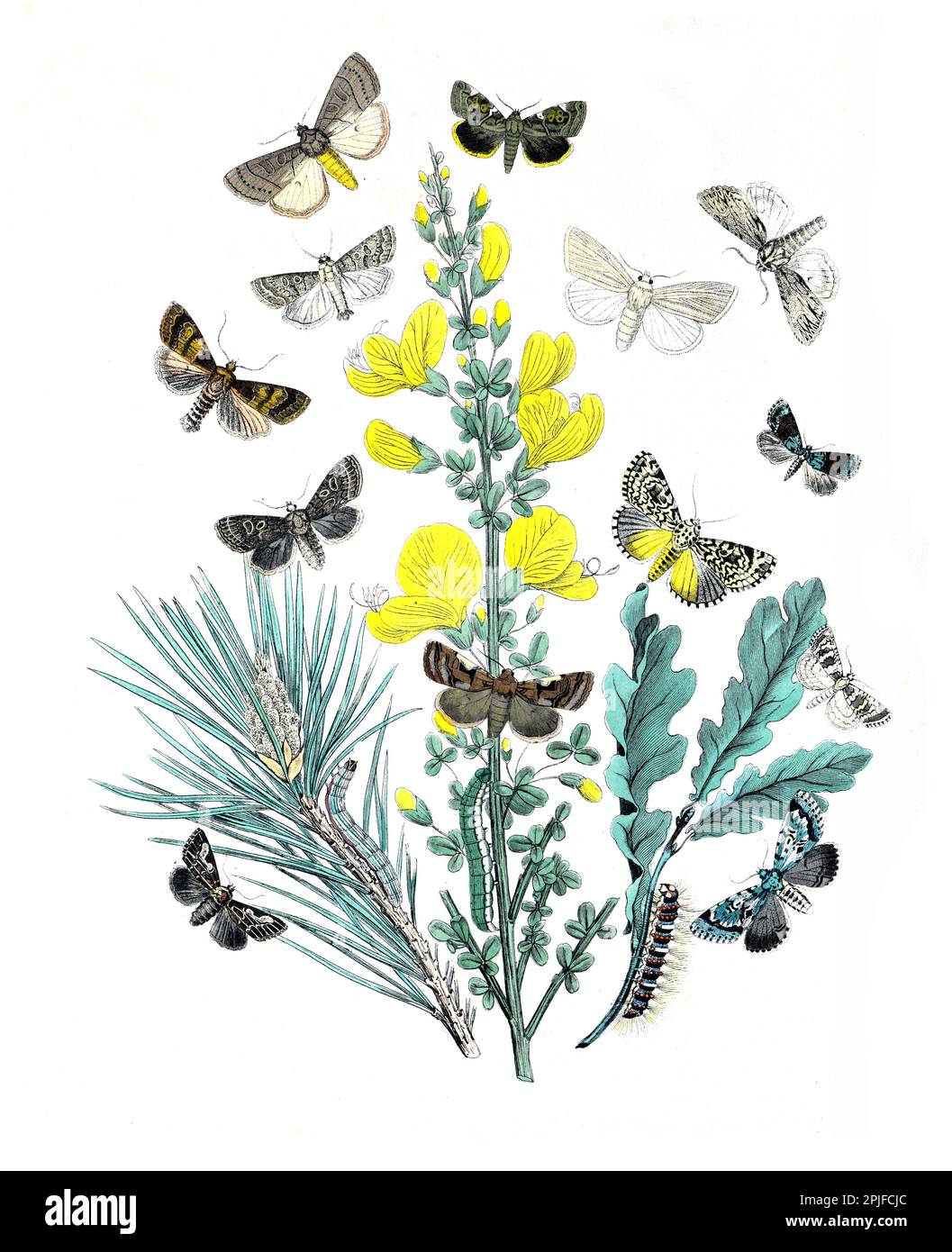 Lepidoptera Illustration. butterfly poster. vintage textile pattern ...