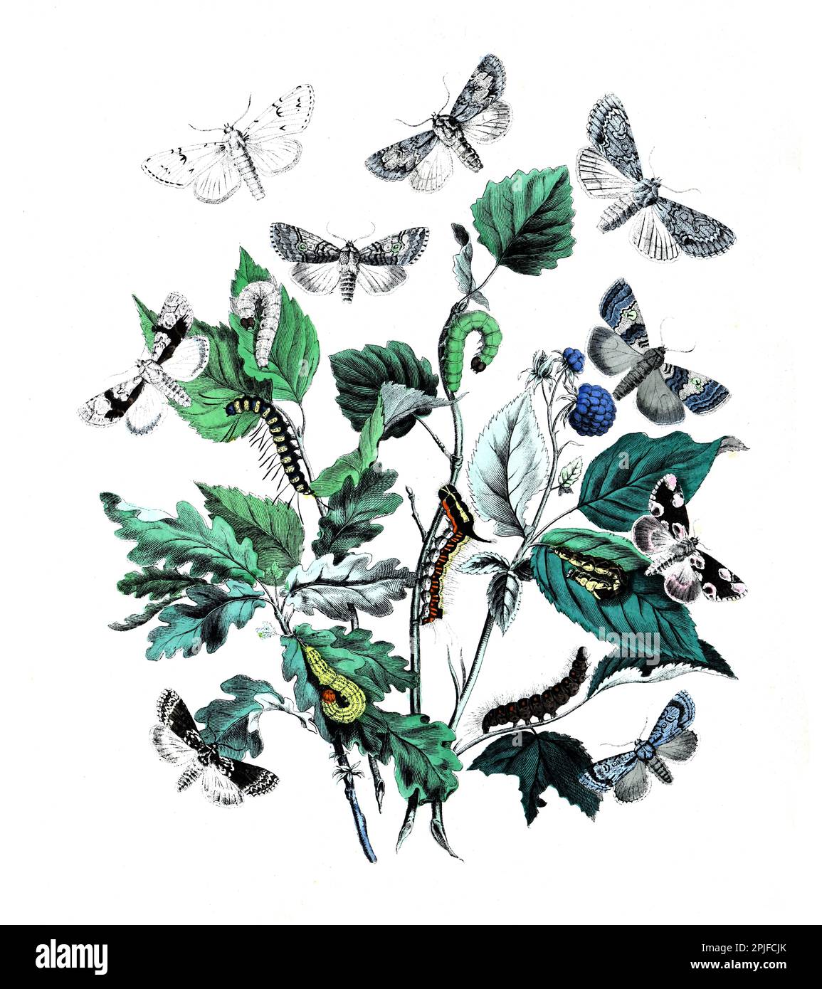 Lepidoptera illustration hi-res stock photography and images - Alamy