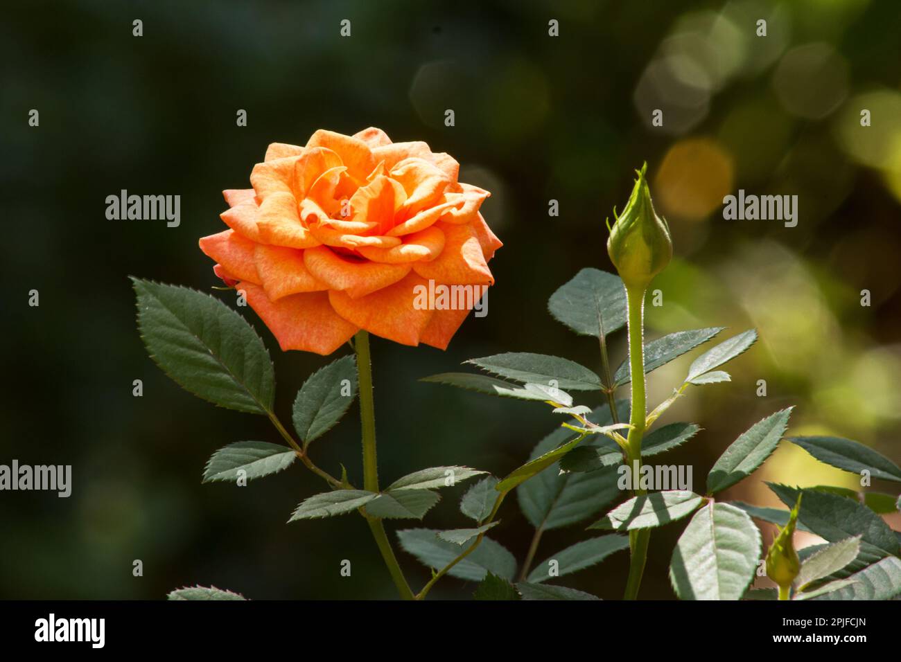 Orange color rose in a garden Stock Photo - Alamy