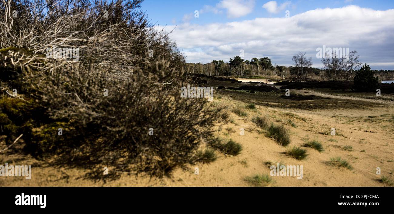 BERGEN - De Maasduinen National Park. The forest and heath area ...