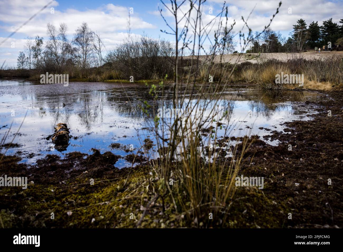 BERGEN - De Maasduinen National Park. The forest and heath area ...