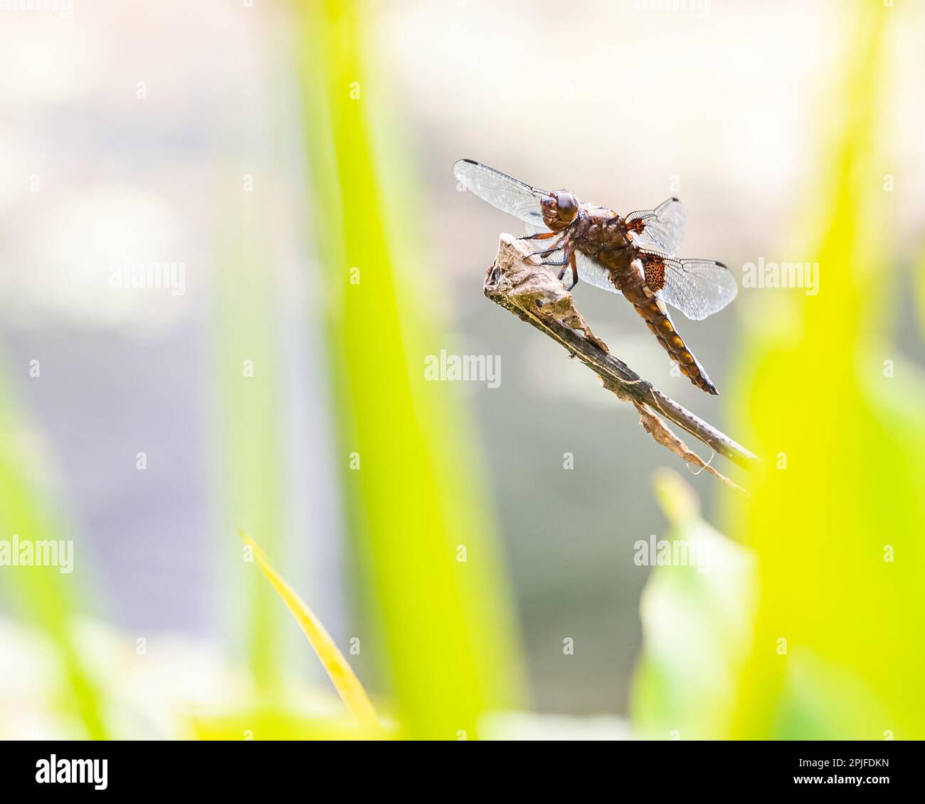 Royal damselfly hi-res stock photography and images - Alamy
