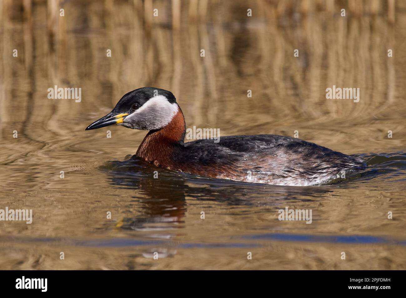 Red-necked grebe (Podiceps grisegena) in its natural environment Stock ...