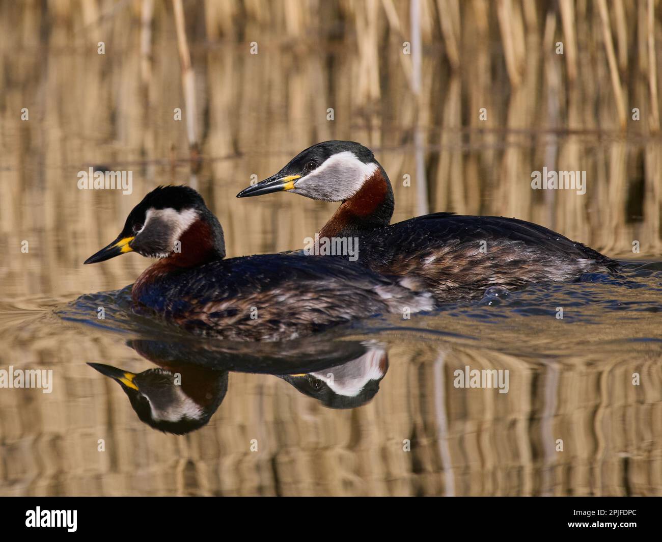 Red-necked grebe (Podiceps grisegena) in its natural environment Stock ...