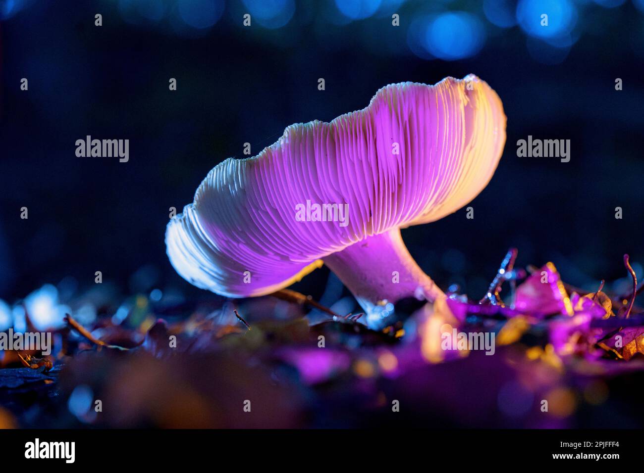Wonderful colored wild toadstool in disco colors in a magical ...