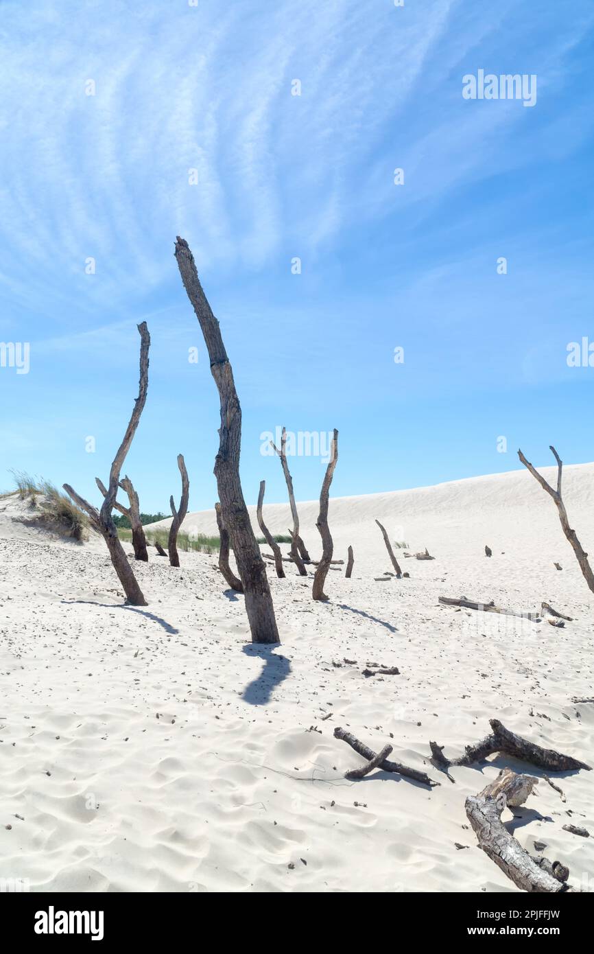 Dead forest on the Lacka Dune in Slowiński National Park, Leba, Poland ...