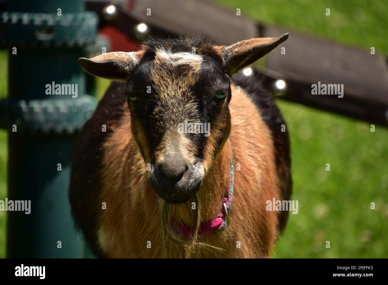 Cute bearded billy goat on a farm in the summer time Stock Photo - Alamy