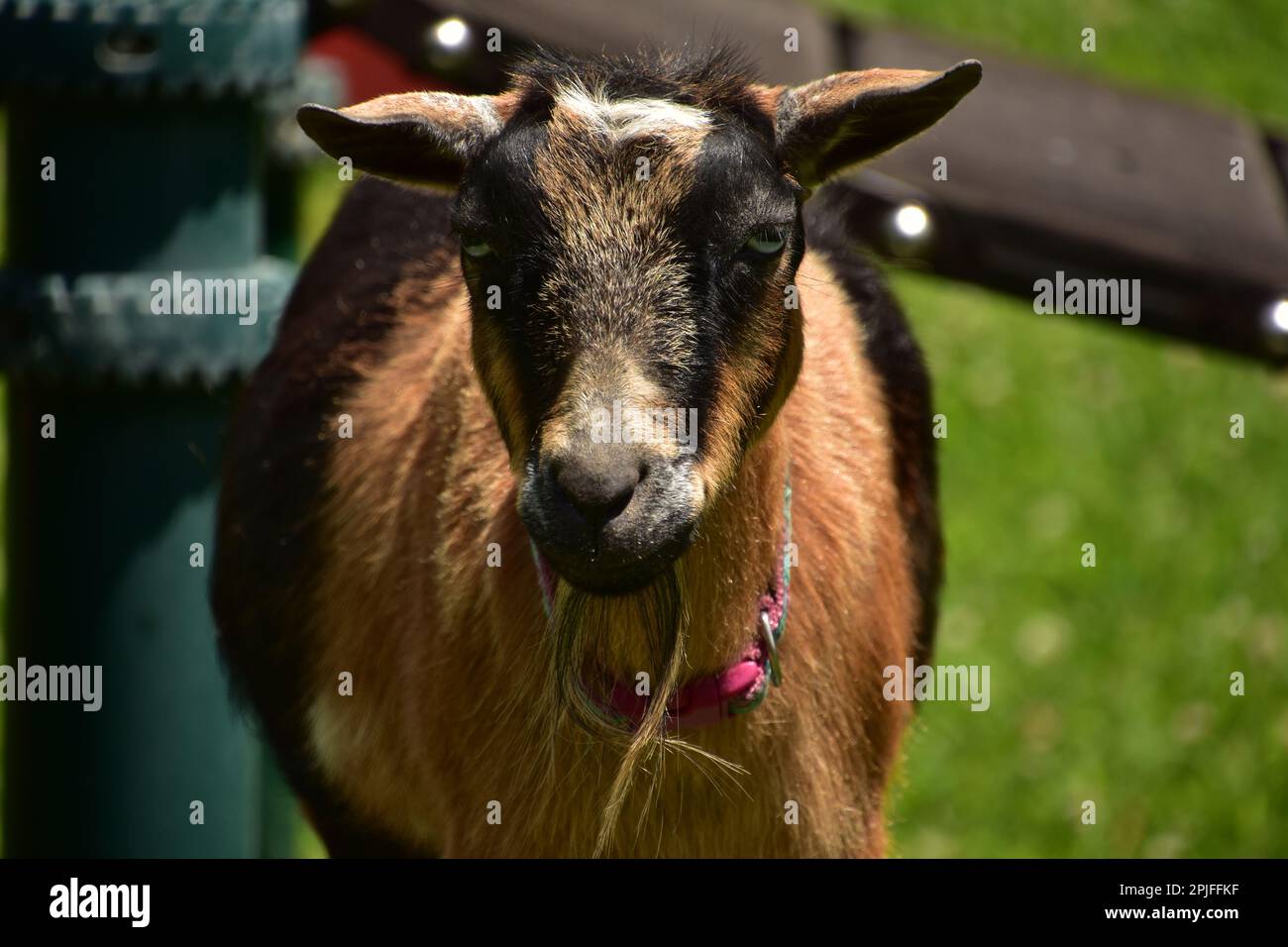 Direct look into the face of a goat on a farm in the summer Stock Photo ...