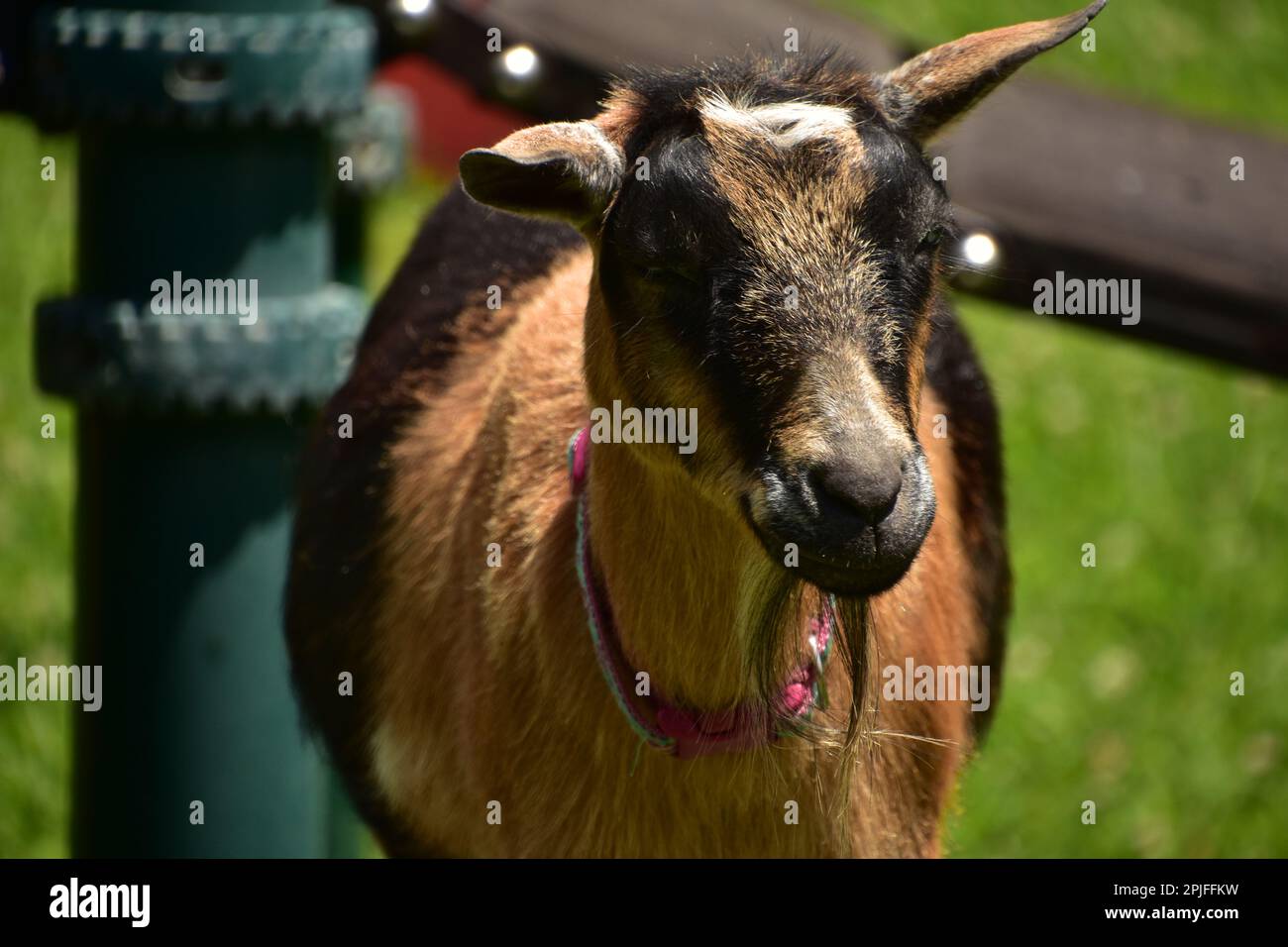 Goat wearing collar hi-res stock photography and images - Alamy