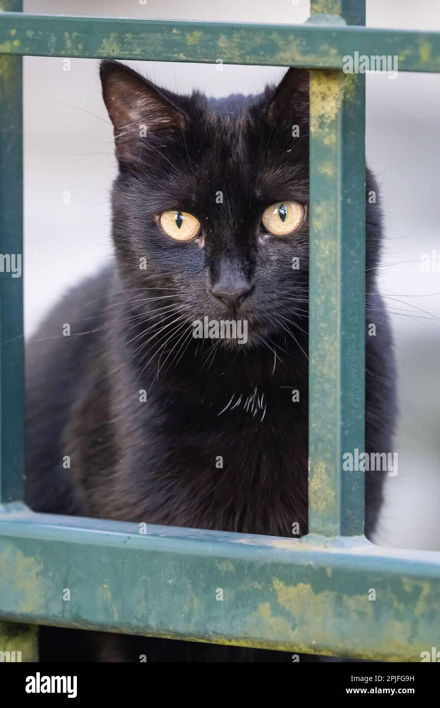 Hampstead Pergola Cat, The Hill Garden, Hill House, Inverforth Close ...