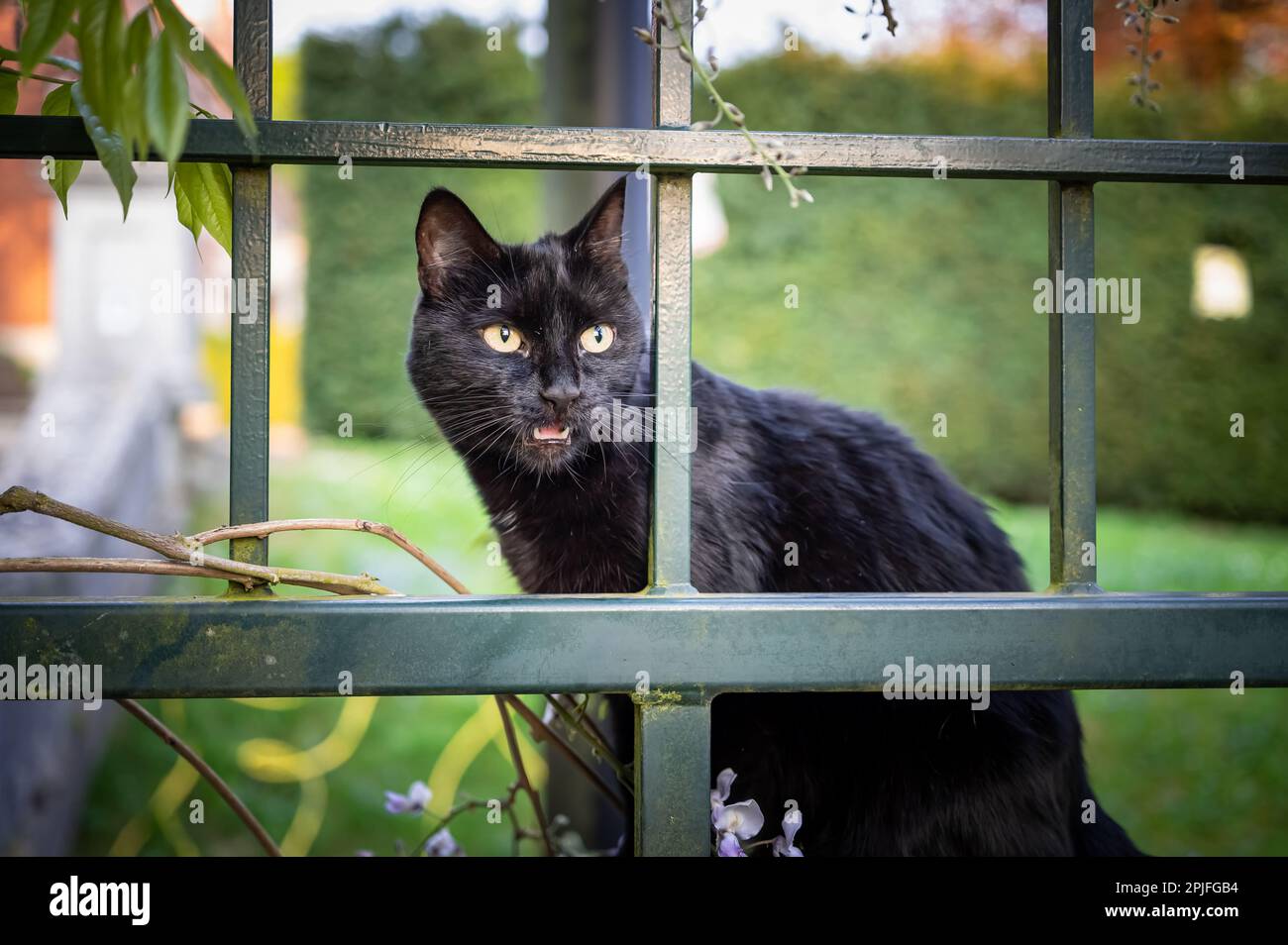 Hampstead Pergola Cat, The Hill Garden, Hill House, Inverforth Close ...