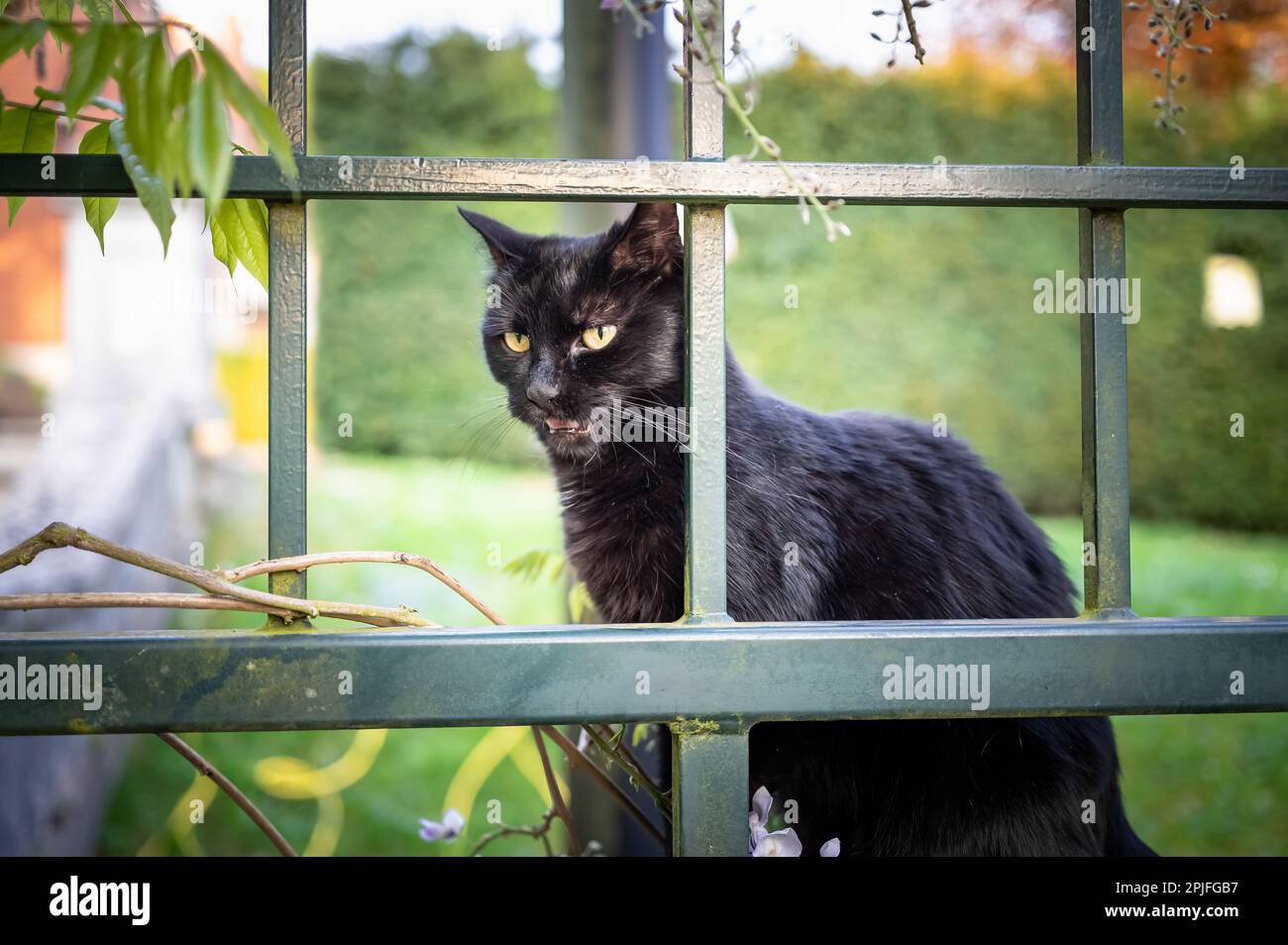 Hampstead Pergola Cat, The Hill Garden, Hill House, Inverforth Close ...