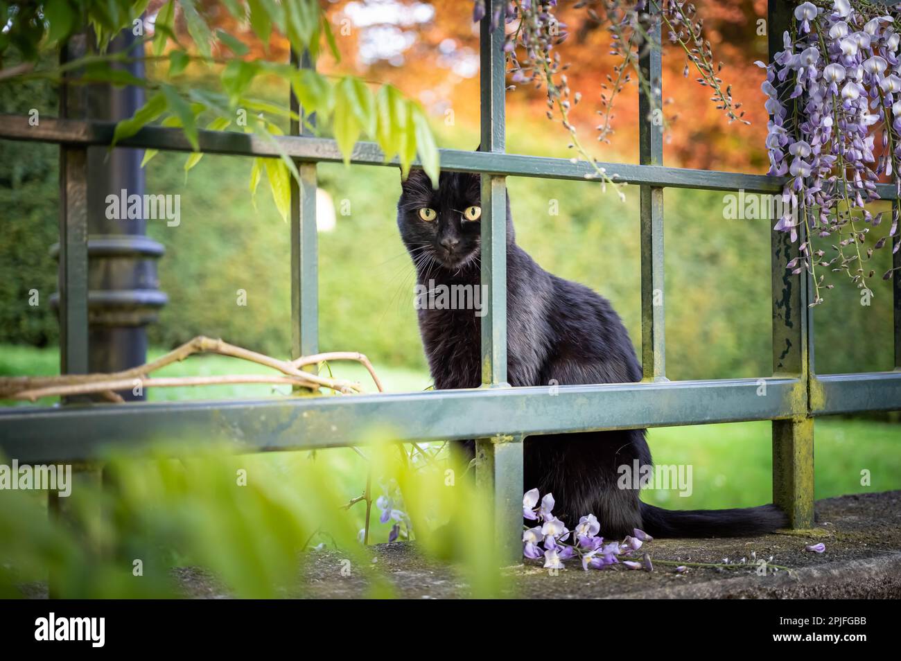 Hampstead Pergola Cat, The Hill Garden, Hill House, Inverforth Close ...