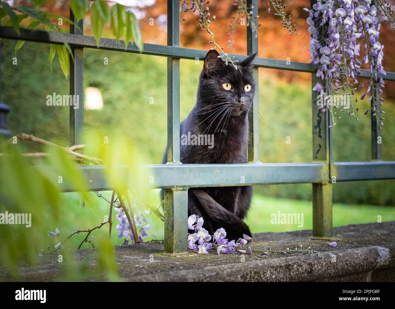 Baron cat hi-res stock photography and images - Alamy