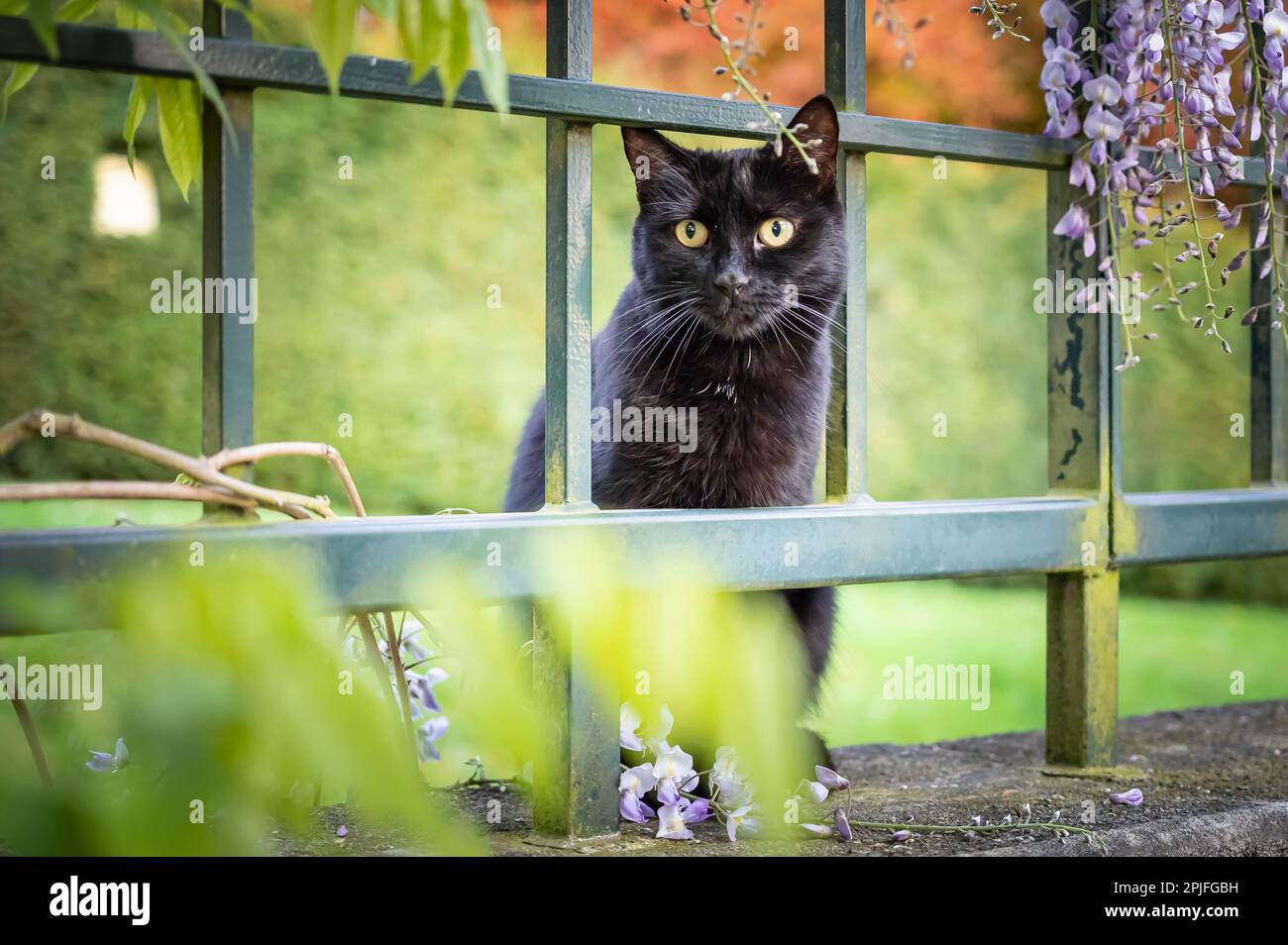 Hampstead Pergola Cat, The Hill Garden, Hill House, Inverforth Close ...