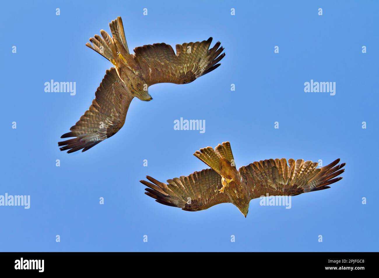 Red Kites (Milvus milvus) In Flight UK Stock Photo - Alamy