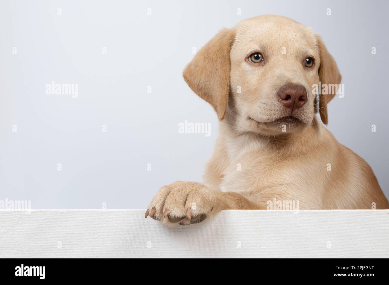 Cute Labrador Portrait Copy Space On White Studio Background Stock