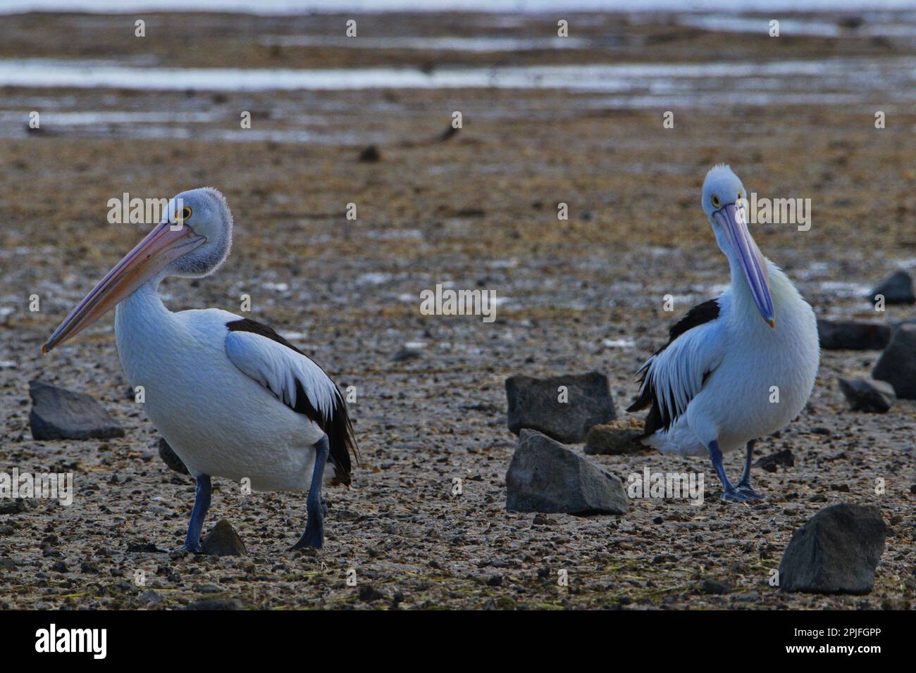Two pelicans on beach hi-res stock photography and images - Alamy