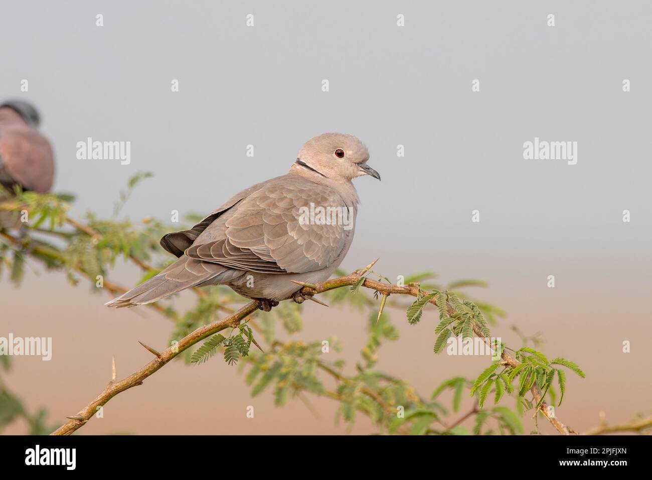 Eurasian collared dove (Streptopelia decaocto) observed near Nalsarovar ...