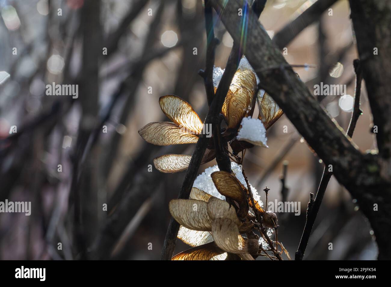 Marple seed hi-res stock photography and images - Alamy