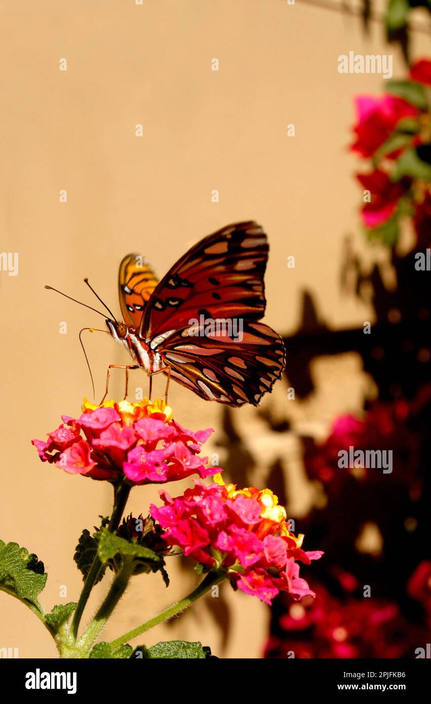 Seated butterfly hi-res stock photography and images - Alamy