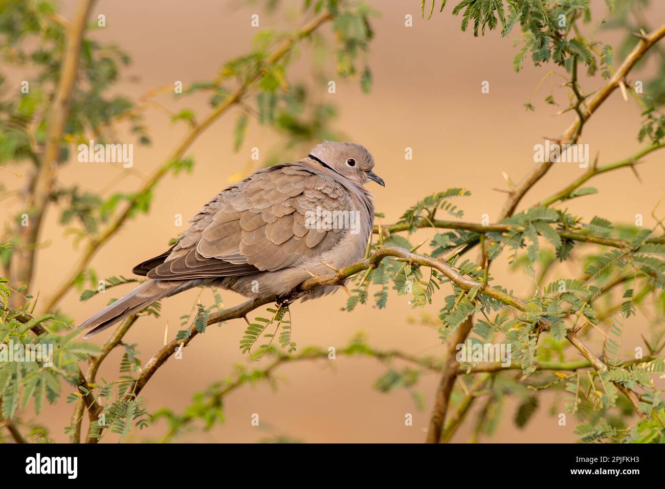 Eurasian collared dove (Streptopelia decaocto) observed near Nalsarovar ...
