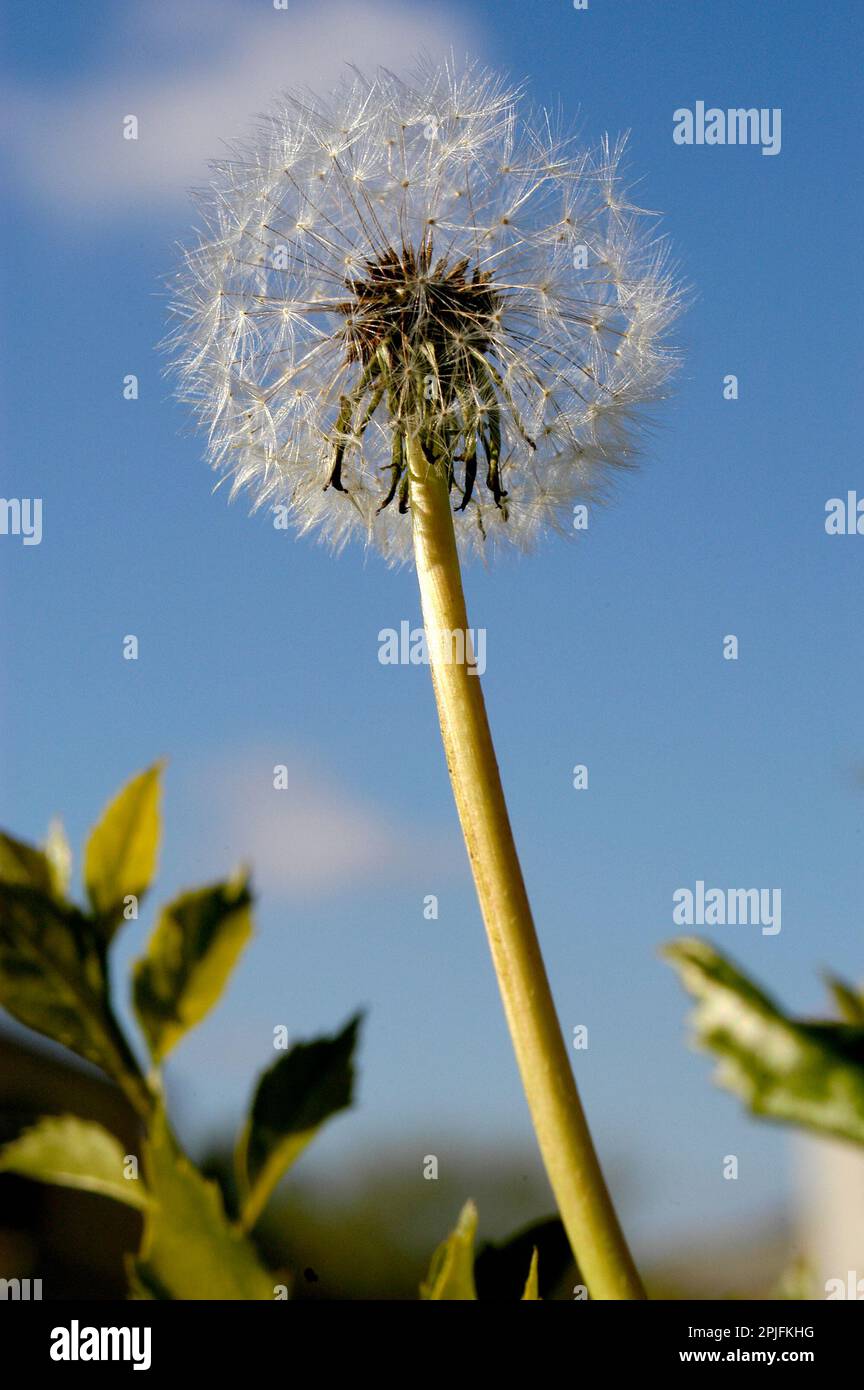 A Solitary Dandelion Is Ready To Be Blown Away By The Wind And Its Seed Will Produce New