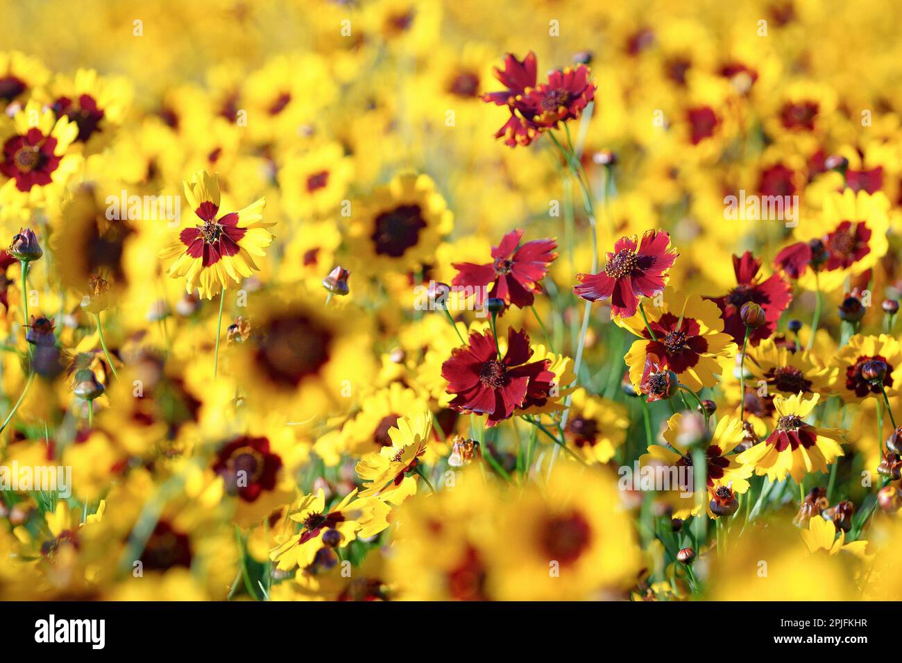 Plains coreopsis, garden tickseed, golden tickseed, or calliopsis ...