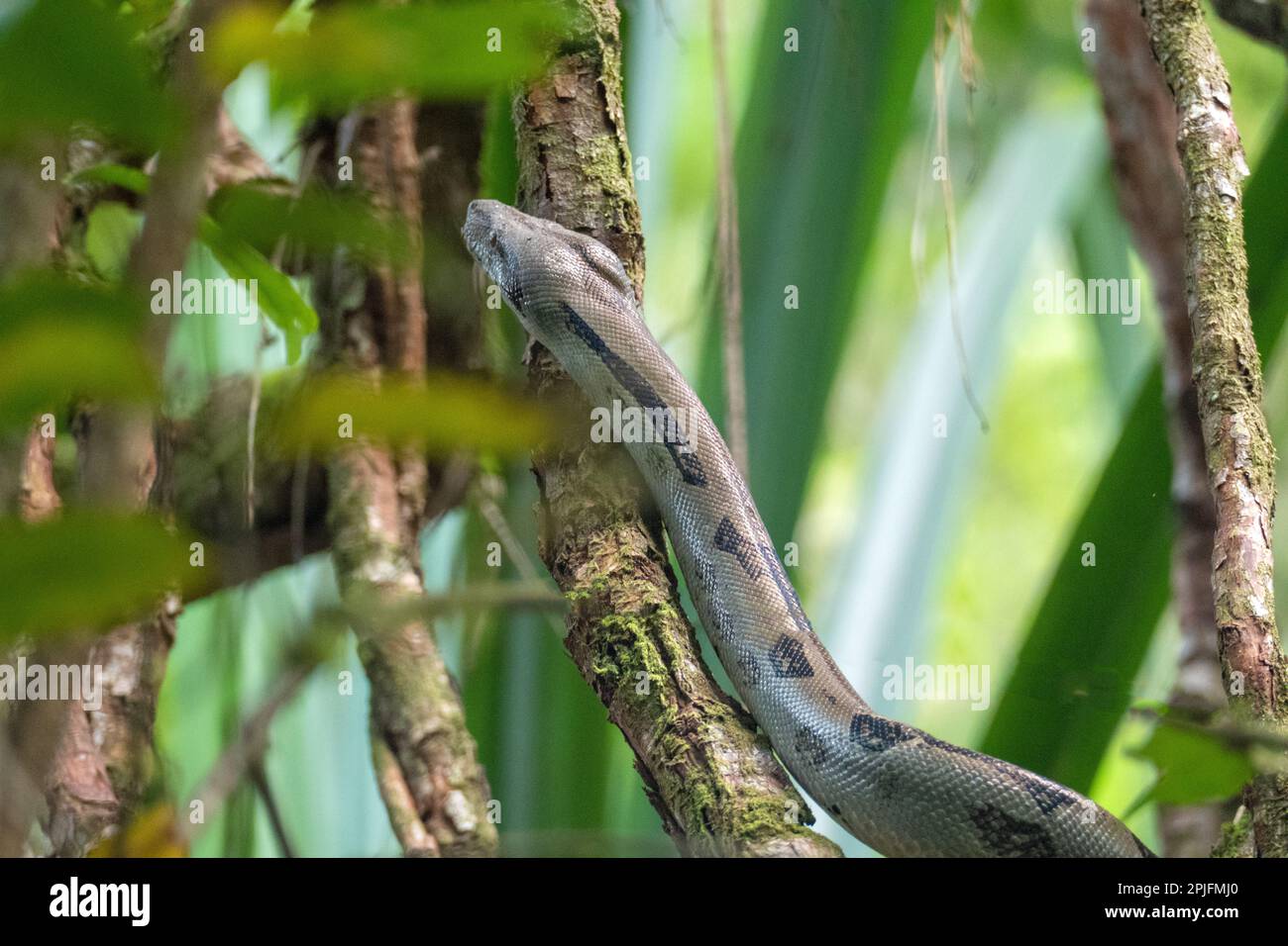 Boa constrictor in the jungle of the national park at a tree in Costa ...