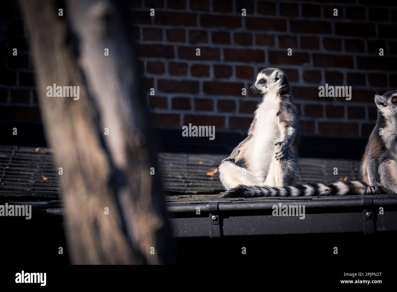 A funny horizontal portrait of a zen master ring tailed lemur. It looks ...