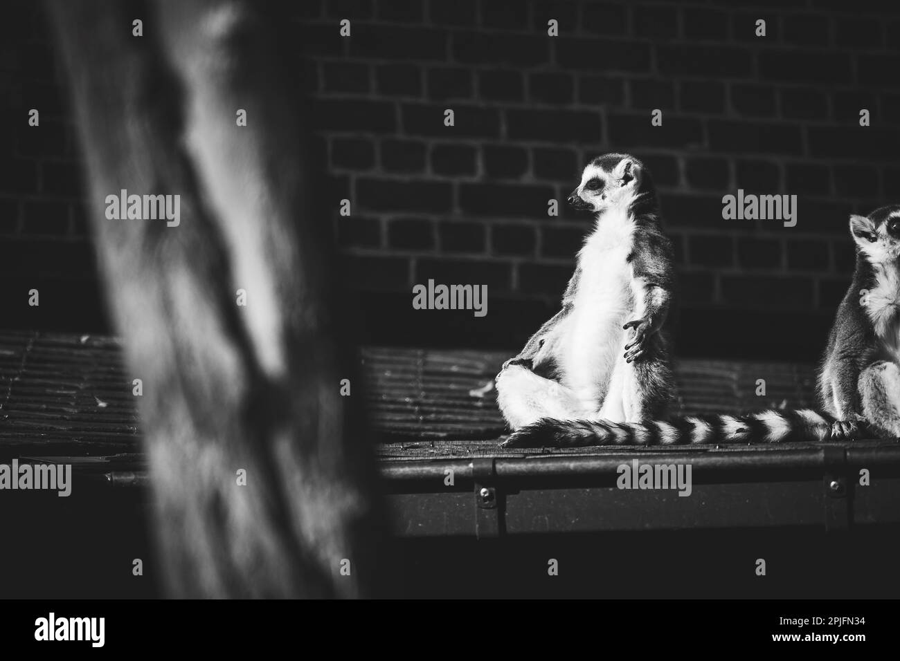 A funny horizontal black and white portrait of a zen master ring tailed ...