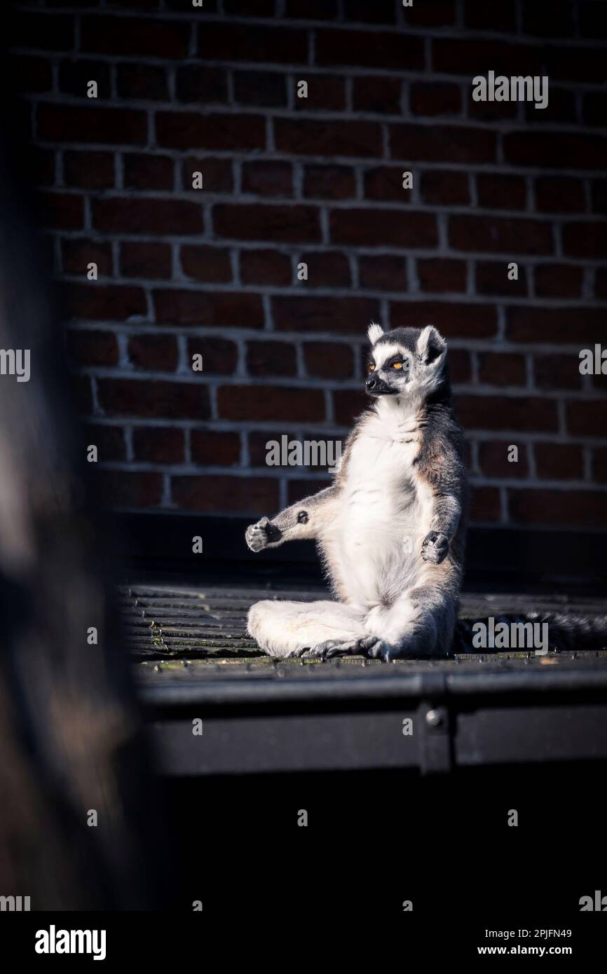 A funny vertical black and white portrait of a zen master ring tailed ...