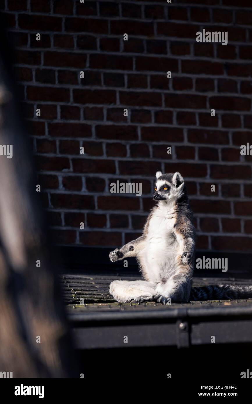 Meditating lemur hi-res stock photography and images - Alamy