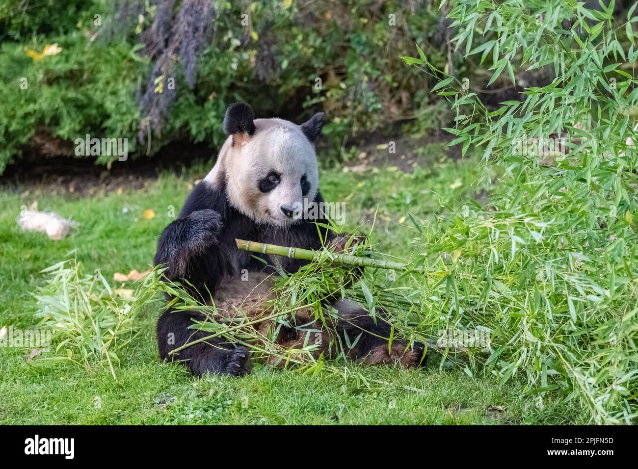 Cute red panda sitting eating hi-res stock photography and images - Alamy