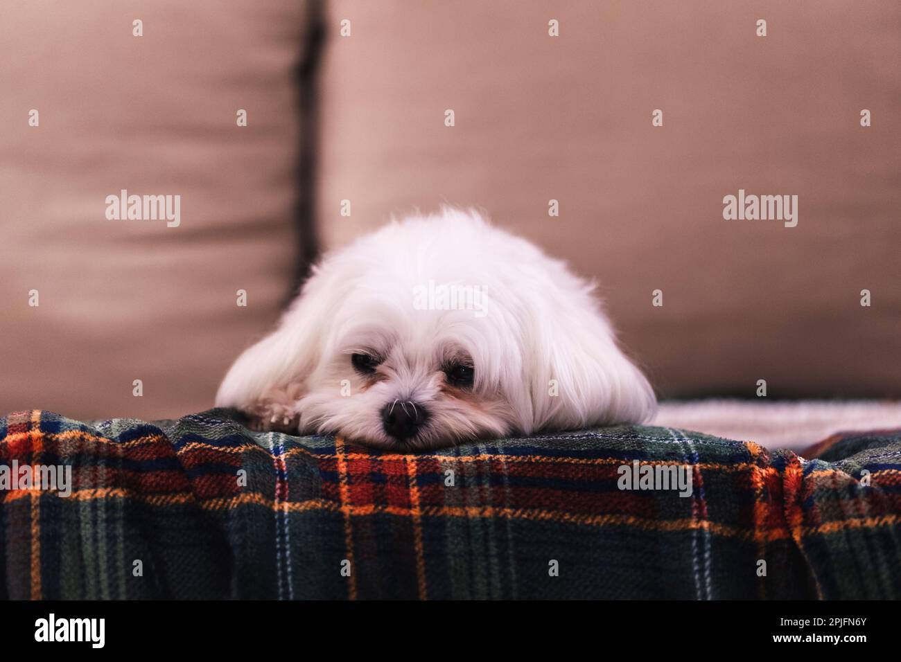 A portrait of a cute small white boomer dog lying down on a couch on a ...
