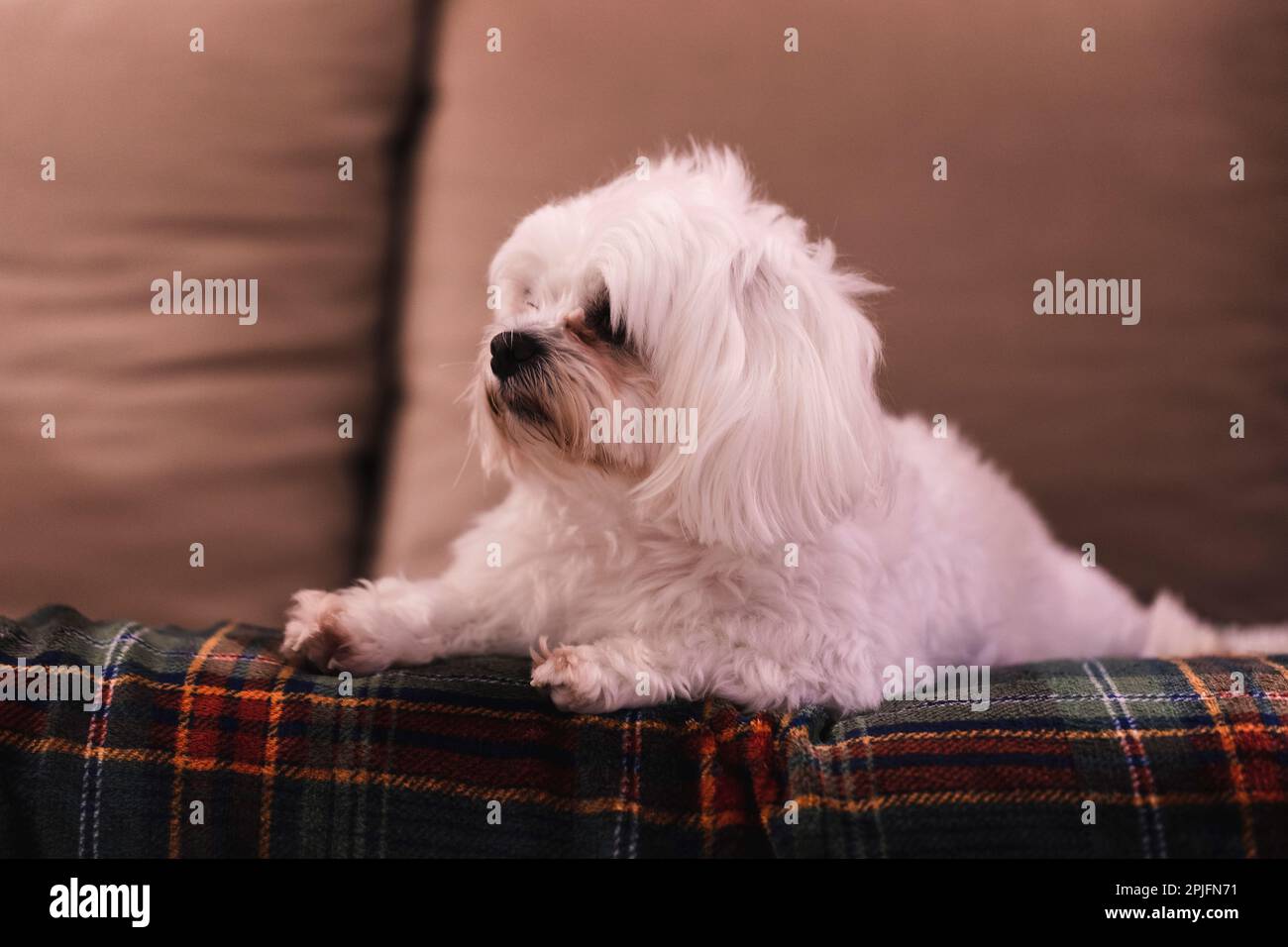 A portrait of a small cute white boomer dog lying on a blanket on a ...