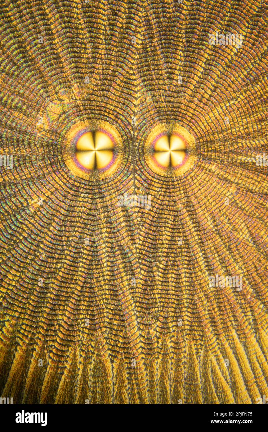 Vitamin C crystals, polarised light microscopy Stock Photo - Alamy
