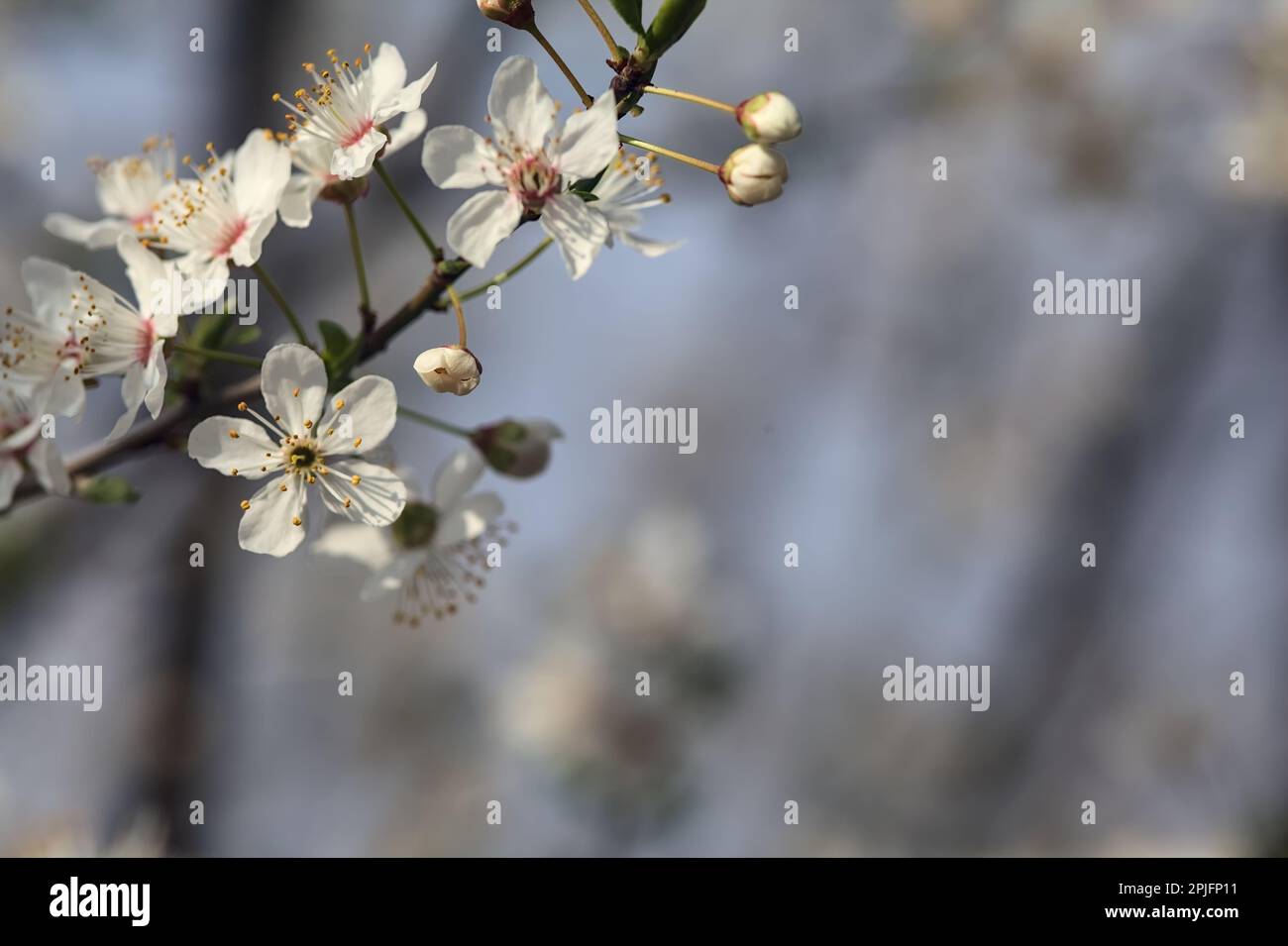 Plum branches in bloom seen up close with the sky as background Stock ...