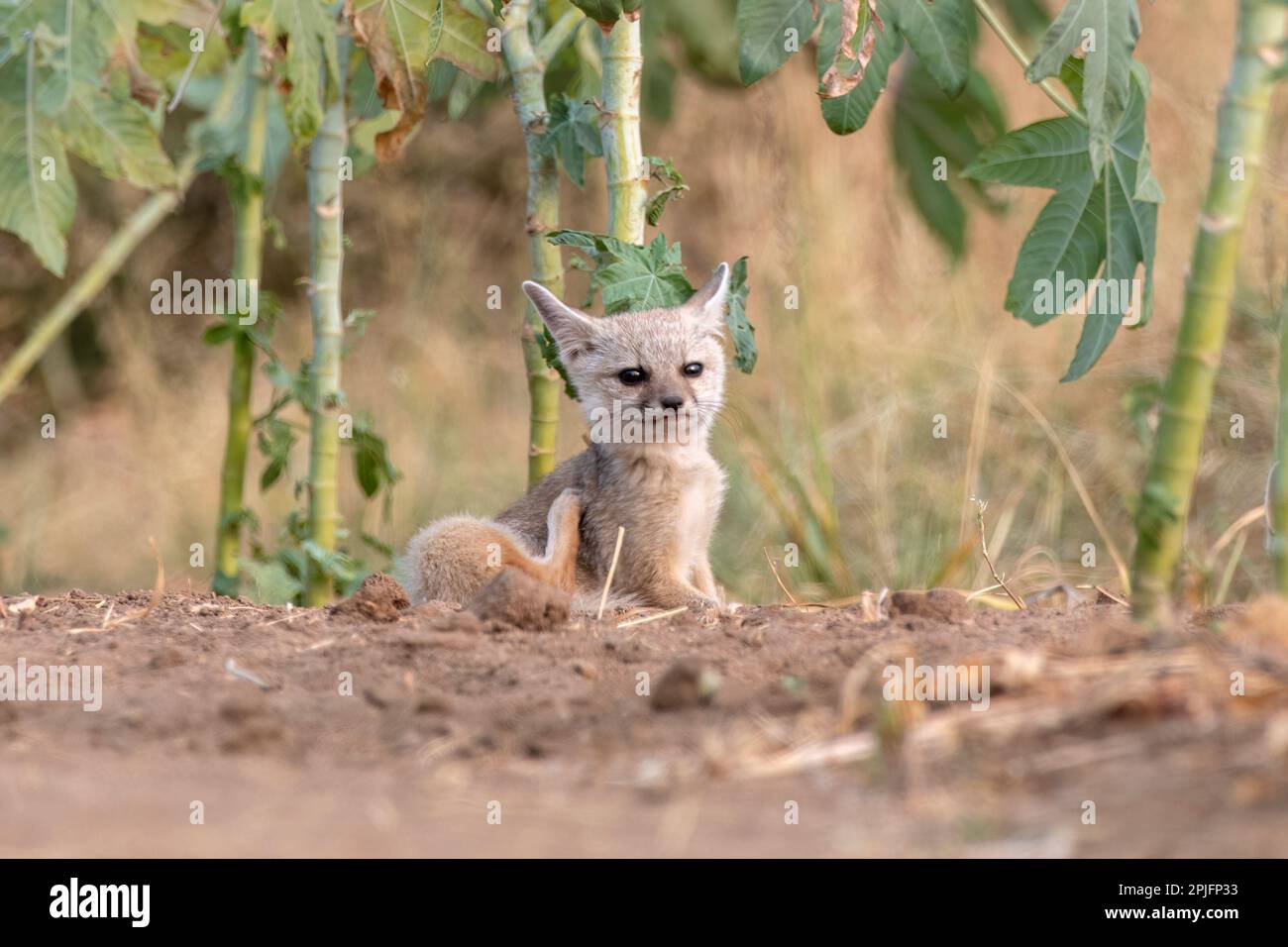 Pups of Bengal fox (Vulpes bengalensis), also known as the Indian fox ...