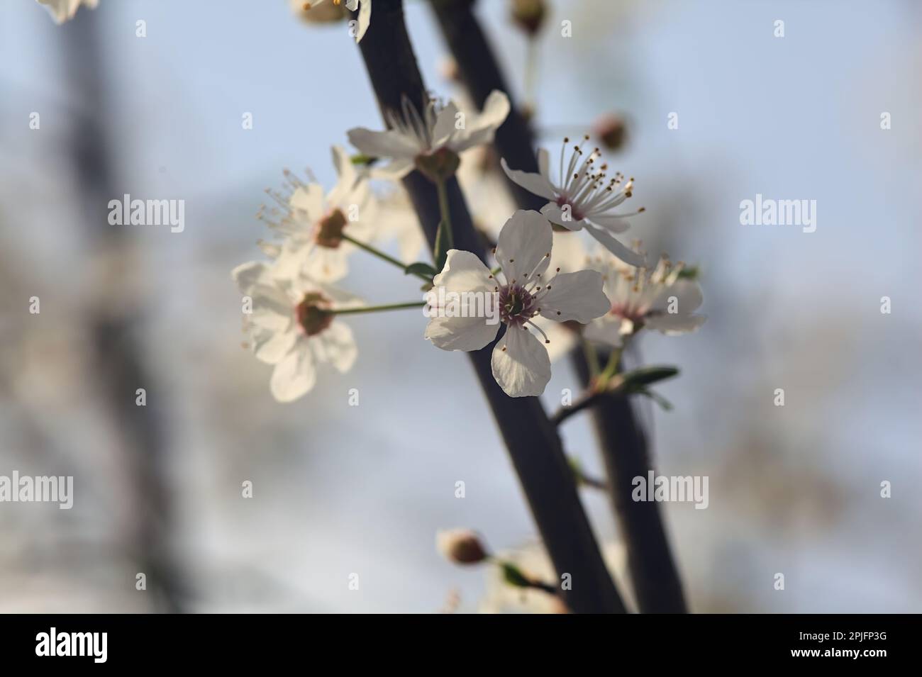 Plum branches in bloom seen up close with the sky as background Stock ...