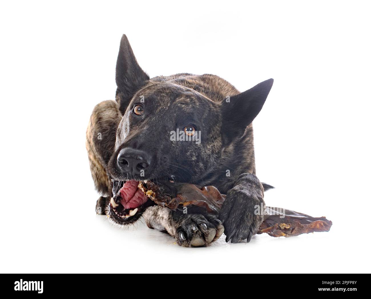 Dutch Shepherd in front of white background Stock Photo - Alamy
