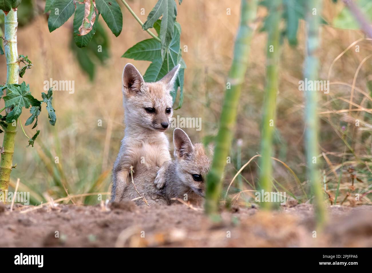 Pups of Bengal fox (Vulpes bengalensis), also known as the Indian fox ...