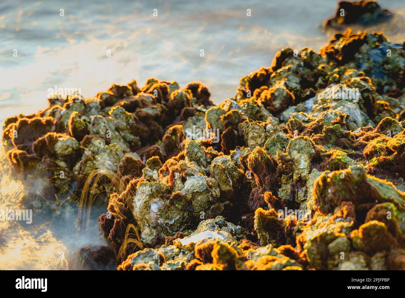 Wild creuse oysters shellfish growing on stones in salted water of ...