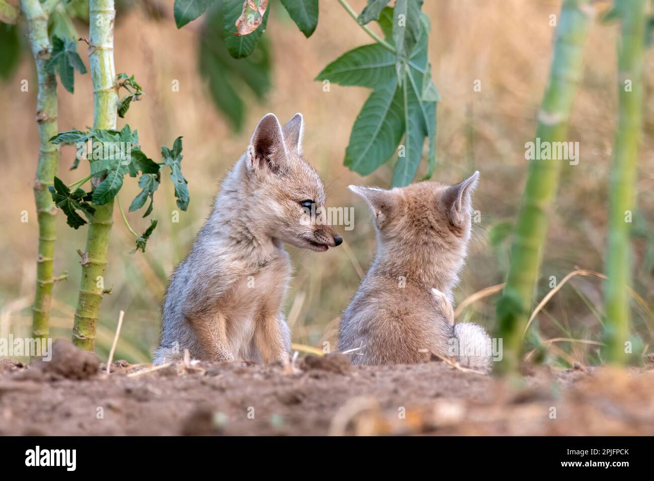 Pups of Bengal fox (Vulpes bengalensis), also known as the Indian fox ...