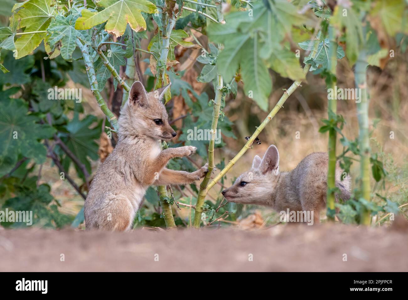 Pups of Bengal fox (Vulpes bengalensis), also known as the Indian fox ...