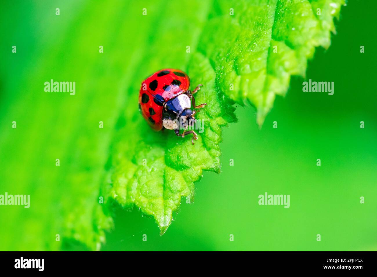 A close up portrait of a red ladybug or coccinellidae with black spots ...
