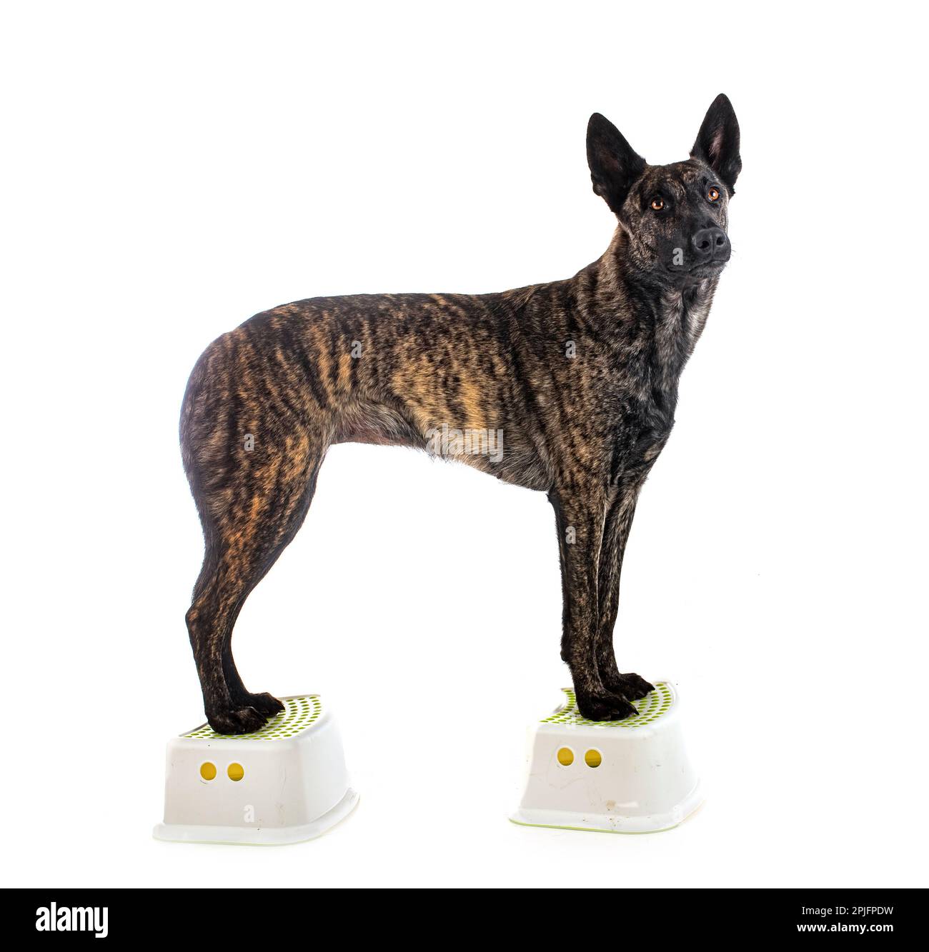 Dutch Shepherd in front of white background Stock Photo - Alamy