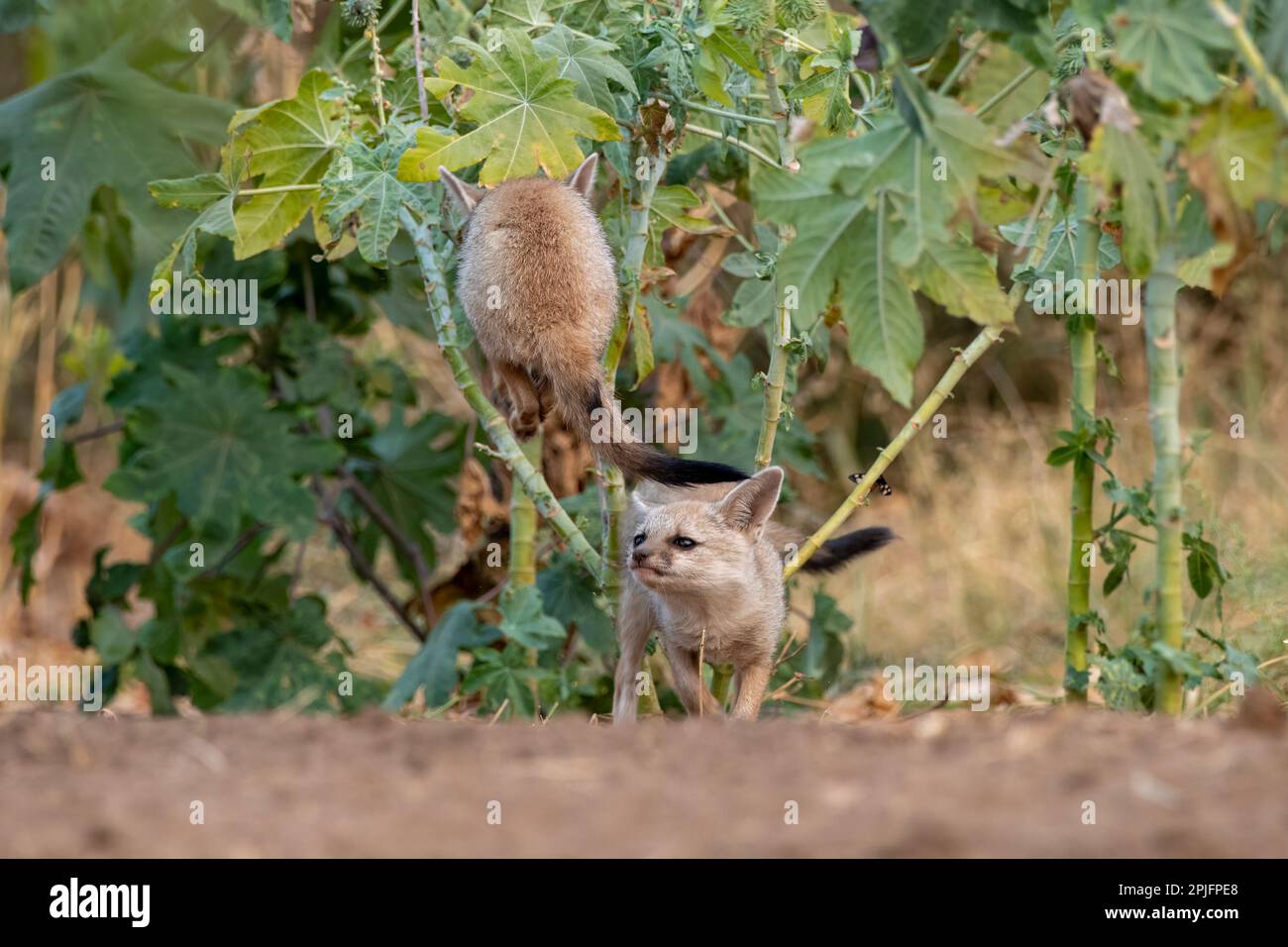 Pups of Bengal fox (Vulpes bengalensis), also known as the Indian fox ...
