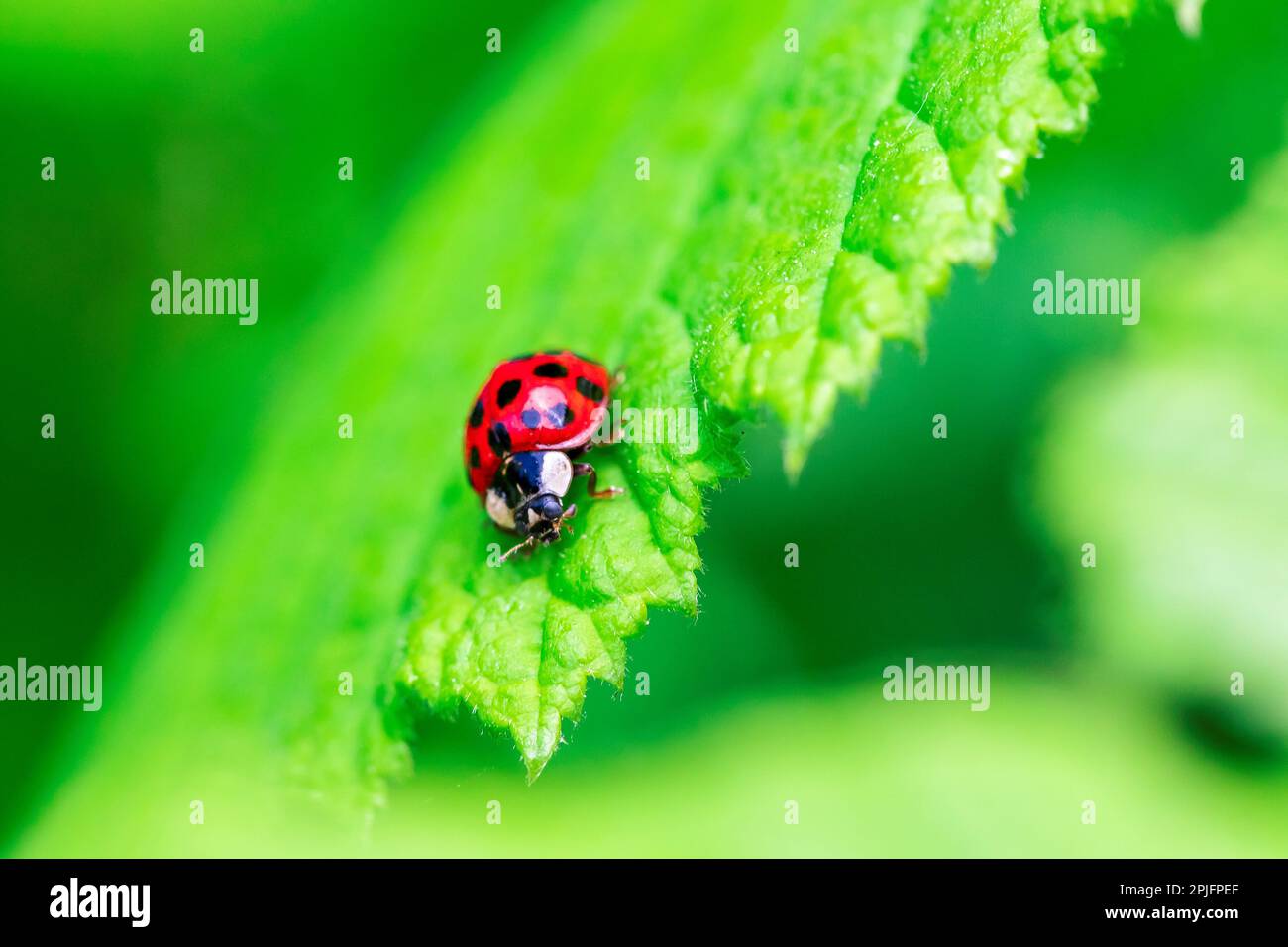 A macro portrait of a red ladybug or coccinellidae with black spots ...